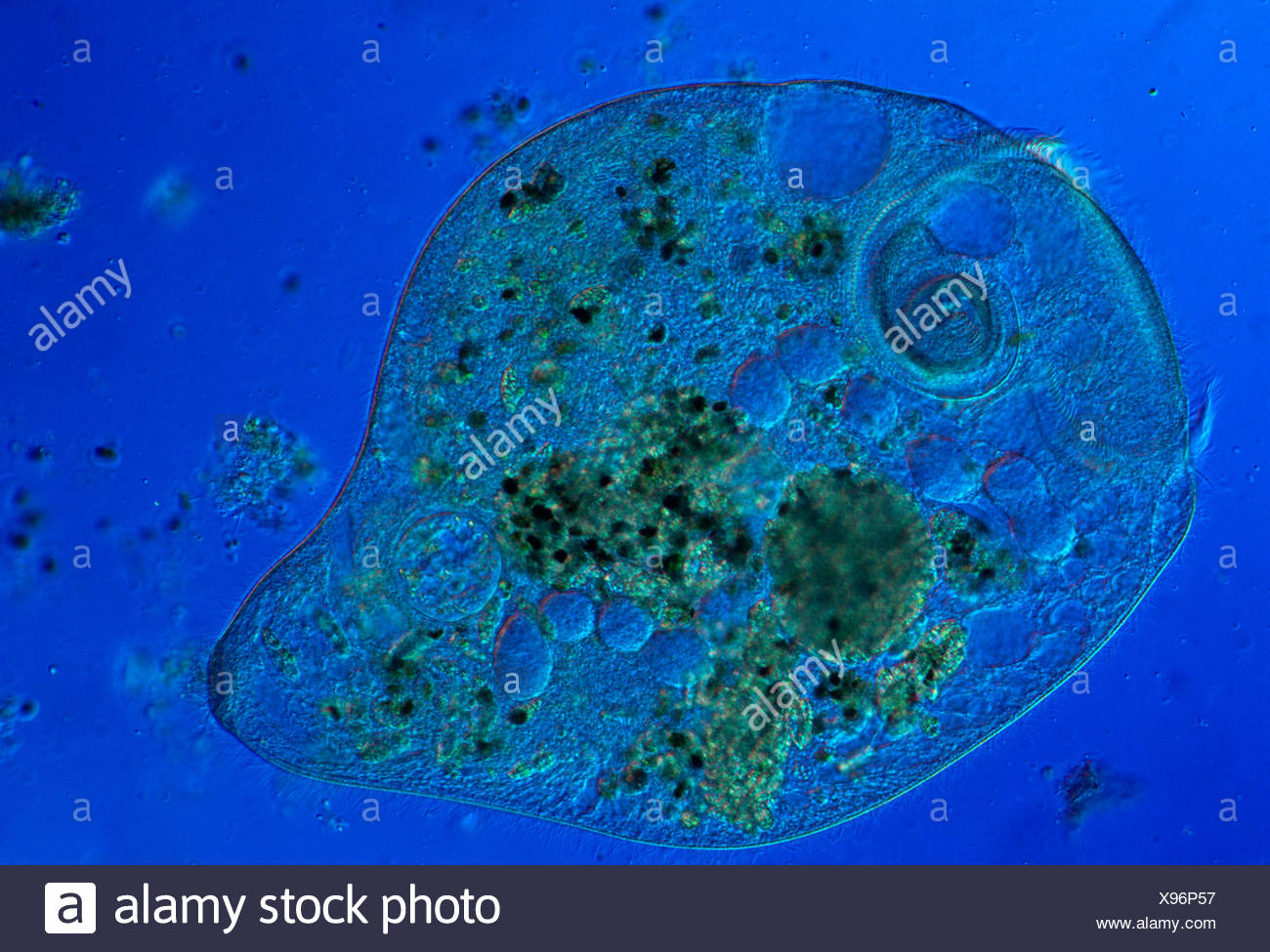 Freshwater Protozoa Stock Photos & Freshwater Protozoa Stock Images - Alamy