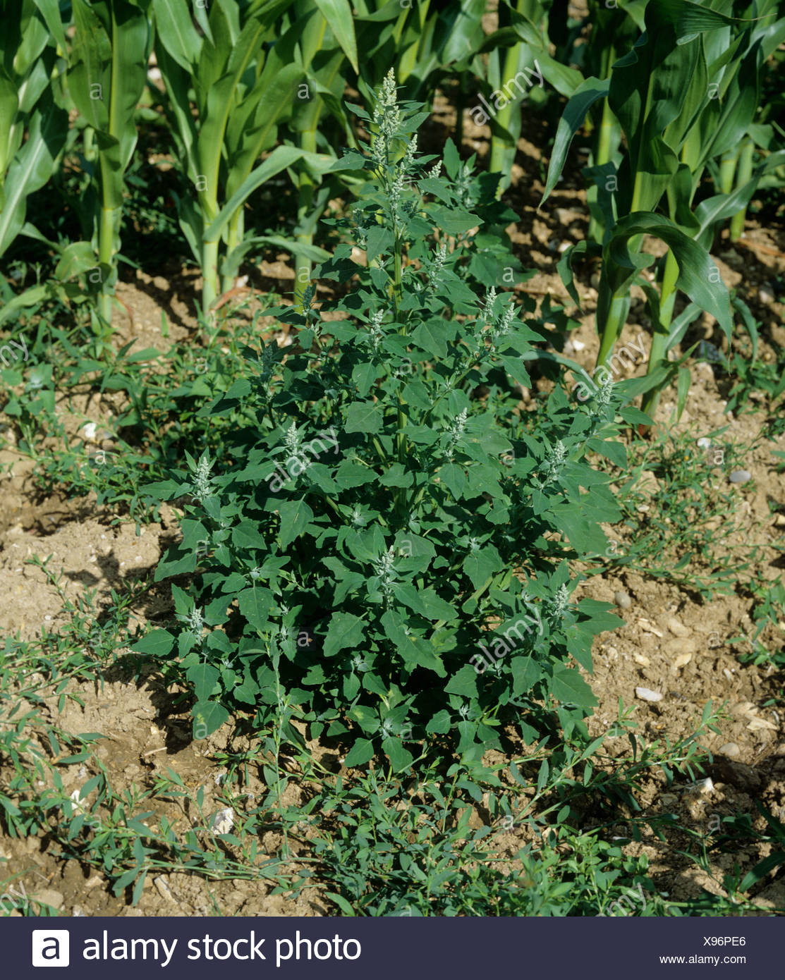 Fat Hen Weed High Resolution Stock Photography and Images - Alamy