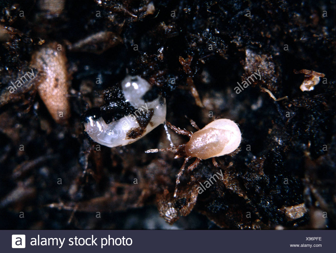 Lycoriella High Resolution Stock Photography and Images - Alamy