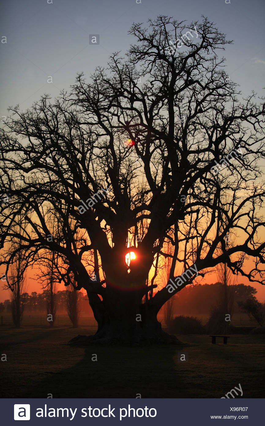 Ombu Tree Stock Photos & Ombu Tree Stock Images - Alamy