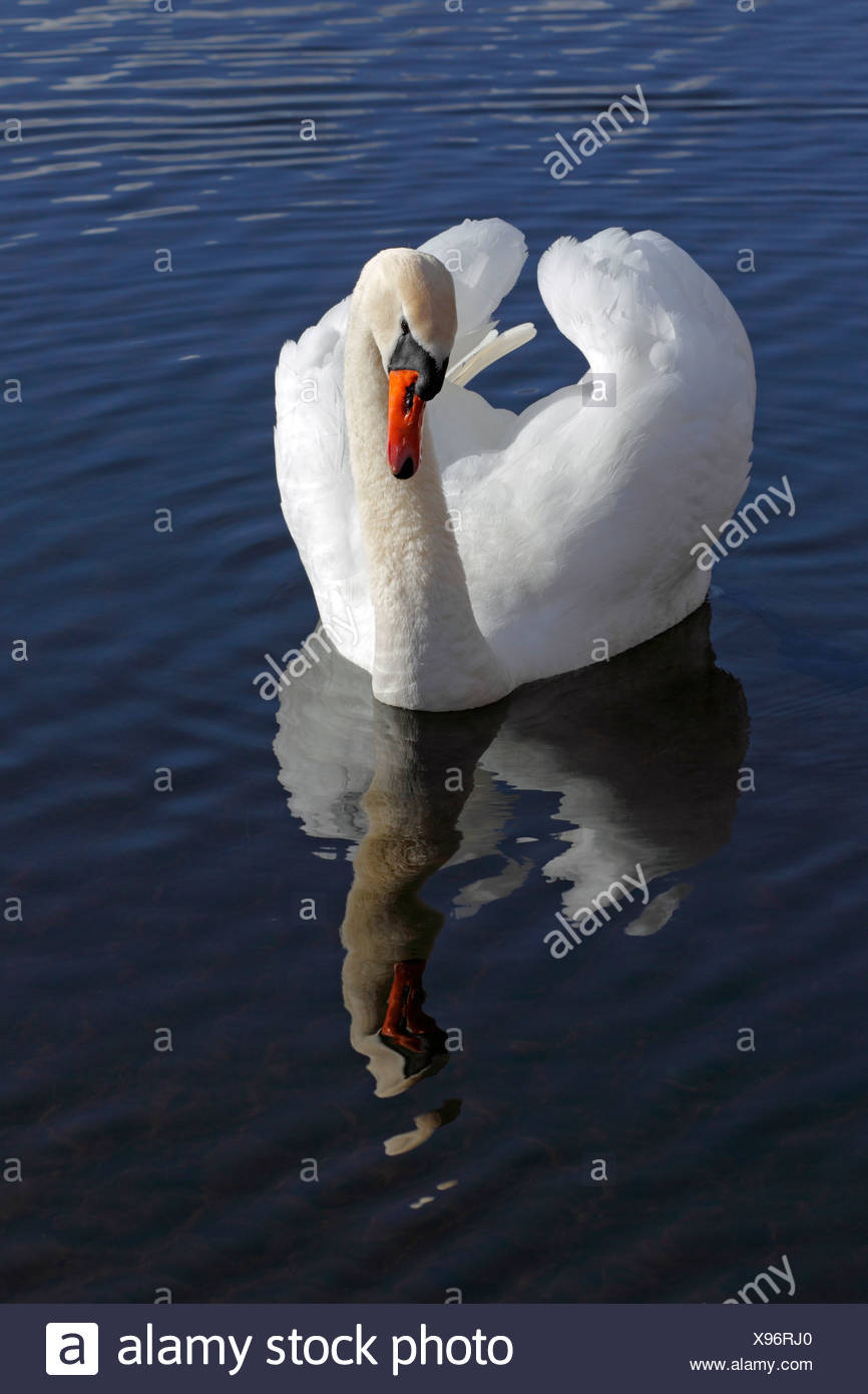 Swan Position Stock Photos & Swan Position Stock Images - Alamy