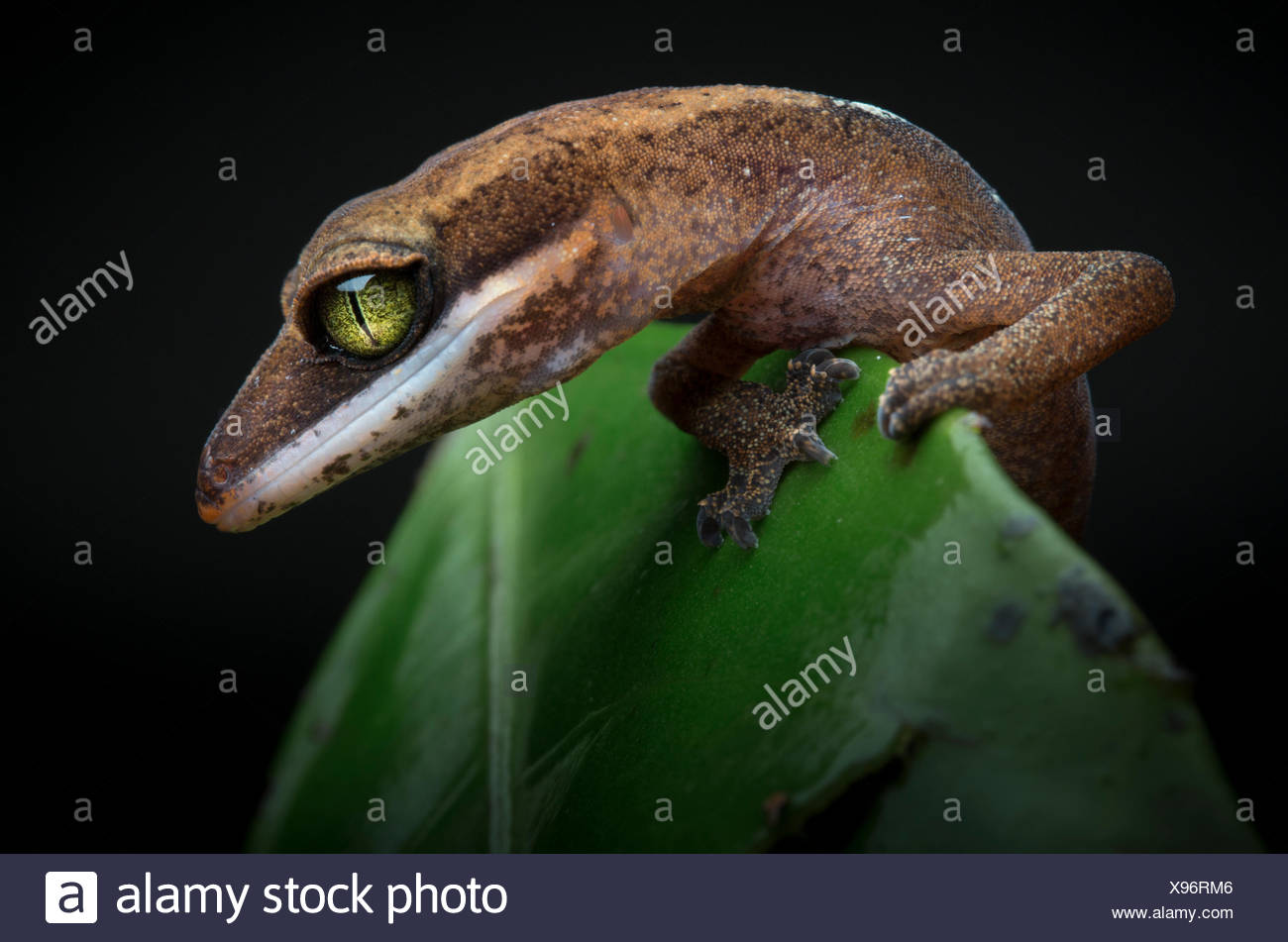Cat Gecko Stock Photos & Cat Gecko Stock Images - Alamy