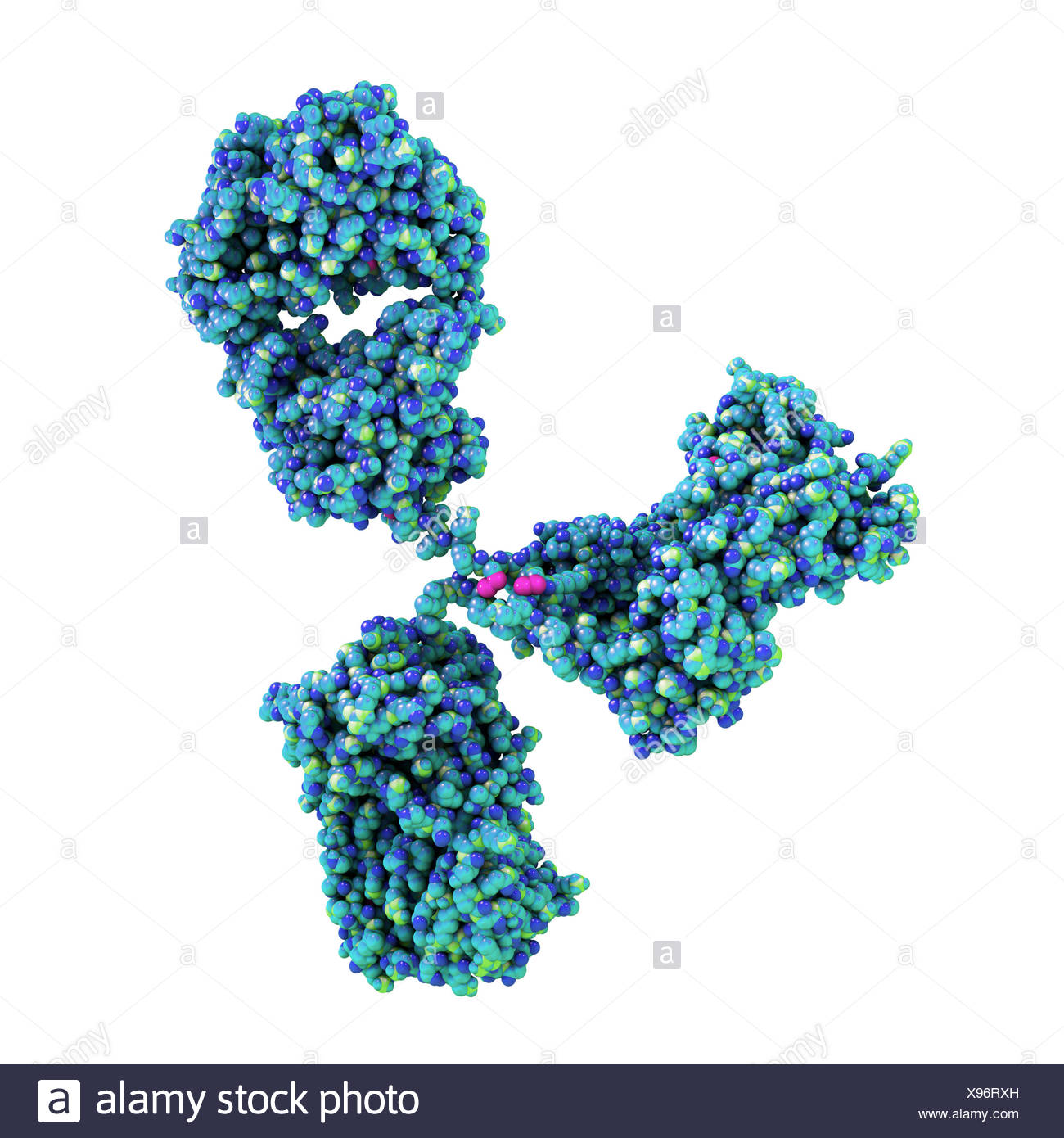 Gamma Globulin Stock Photos & Gamma Globulin Stock Images - Alamy