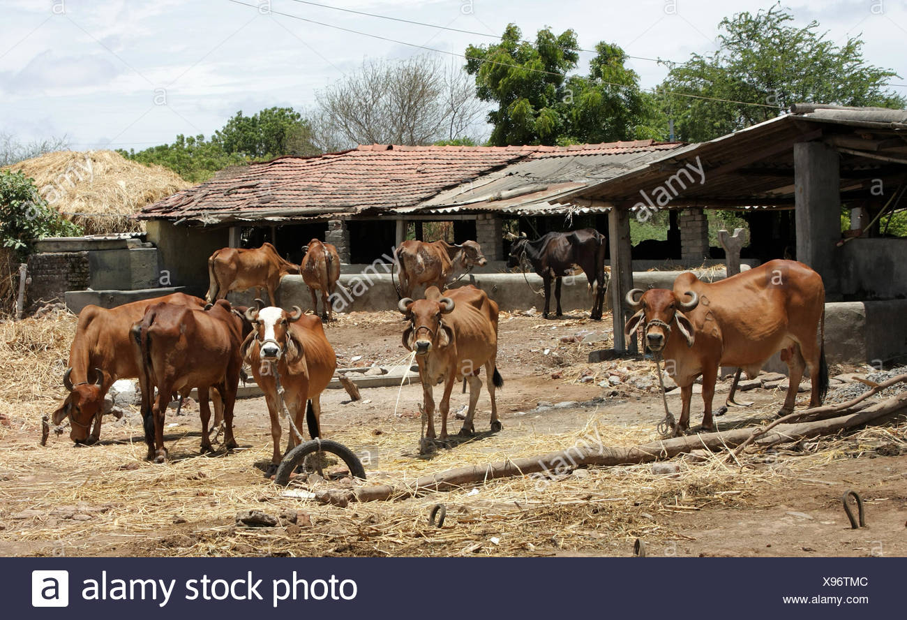 Cattle Rearing High Resolution Stock Photography and Images - Alamy