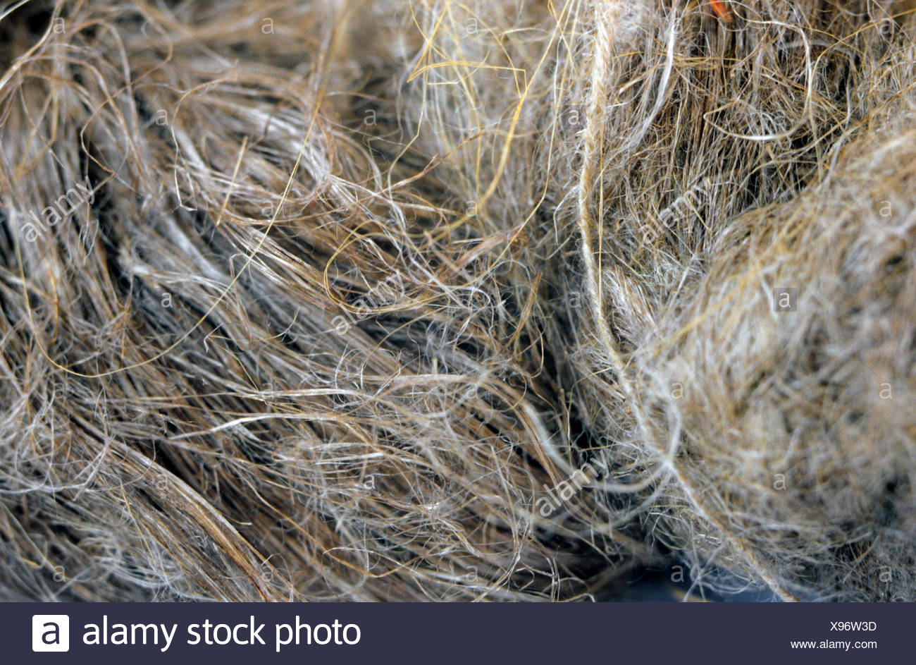 Flax Fibers High Resolution Stock Photography and Images - Alamy