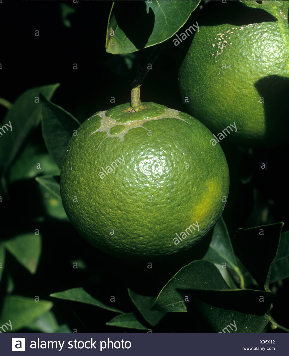 Thrip Damage High Resolution Stock Photography and Images - Alamy