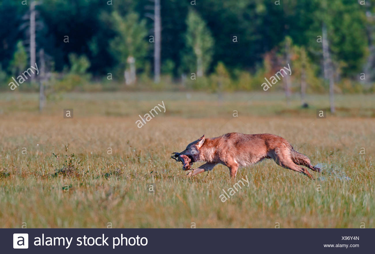 Europaeischer Grauwolf High Resolution Stock Photography and Images - Alamy