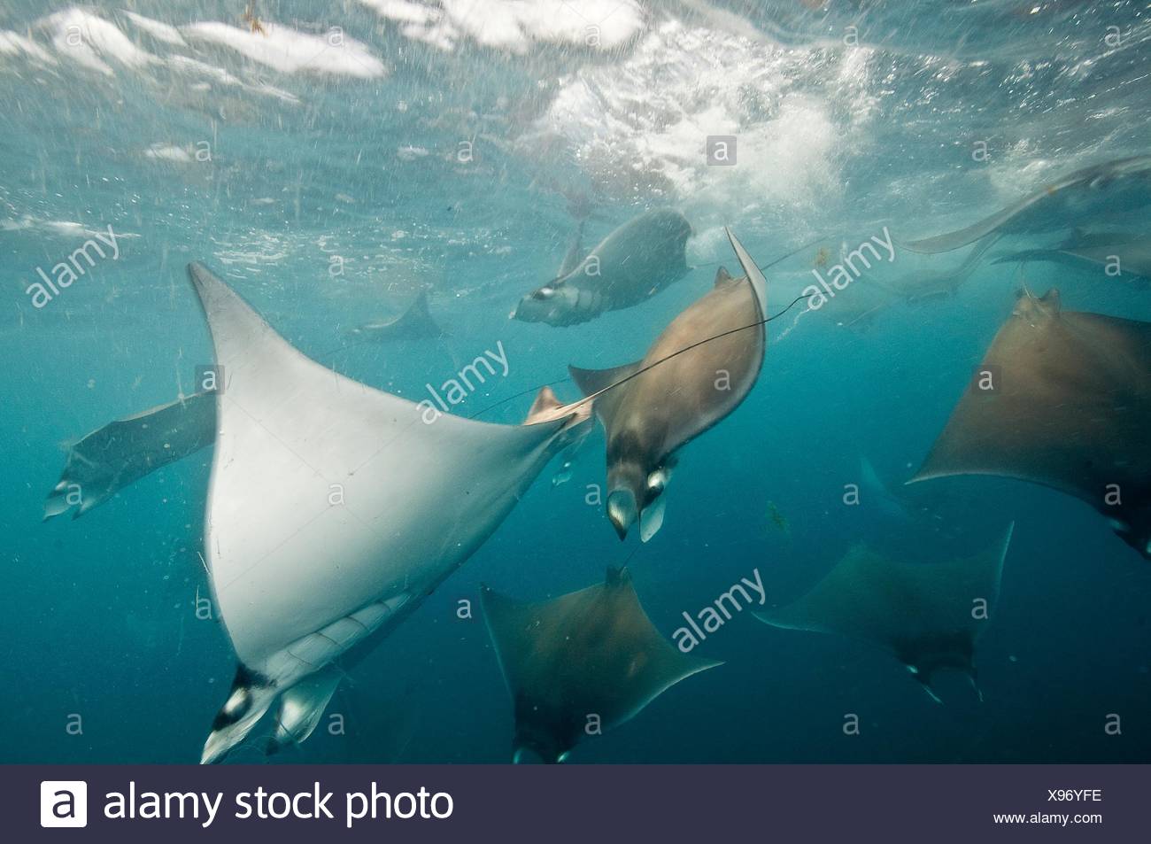 Rays Fish High Resolution Stock Photography and Images - Alamy