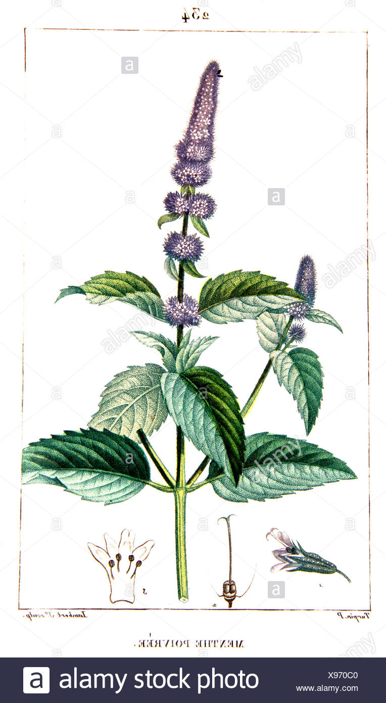 Peppermint Mentha X Piperita High Resolution Stock Photography and ...