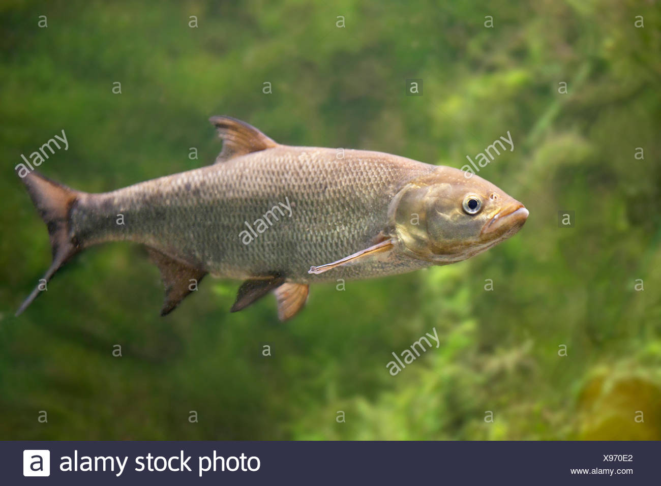 Asp Aspius Aspius Stock Photos & Asp Aspius Aspius Stock Images - Alamy