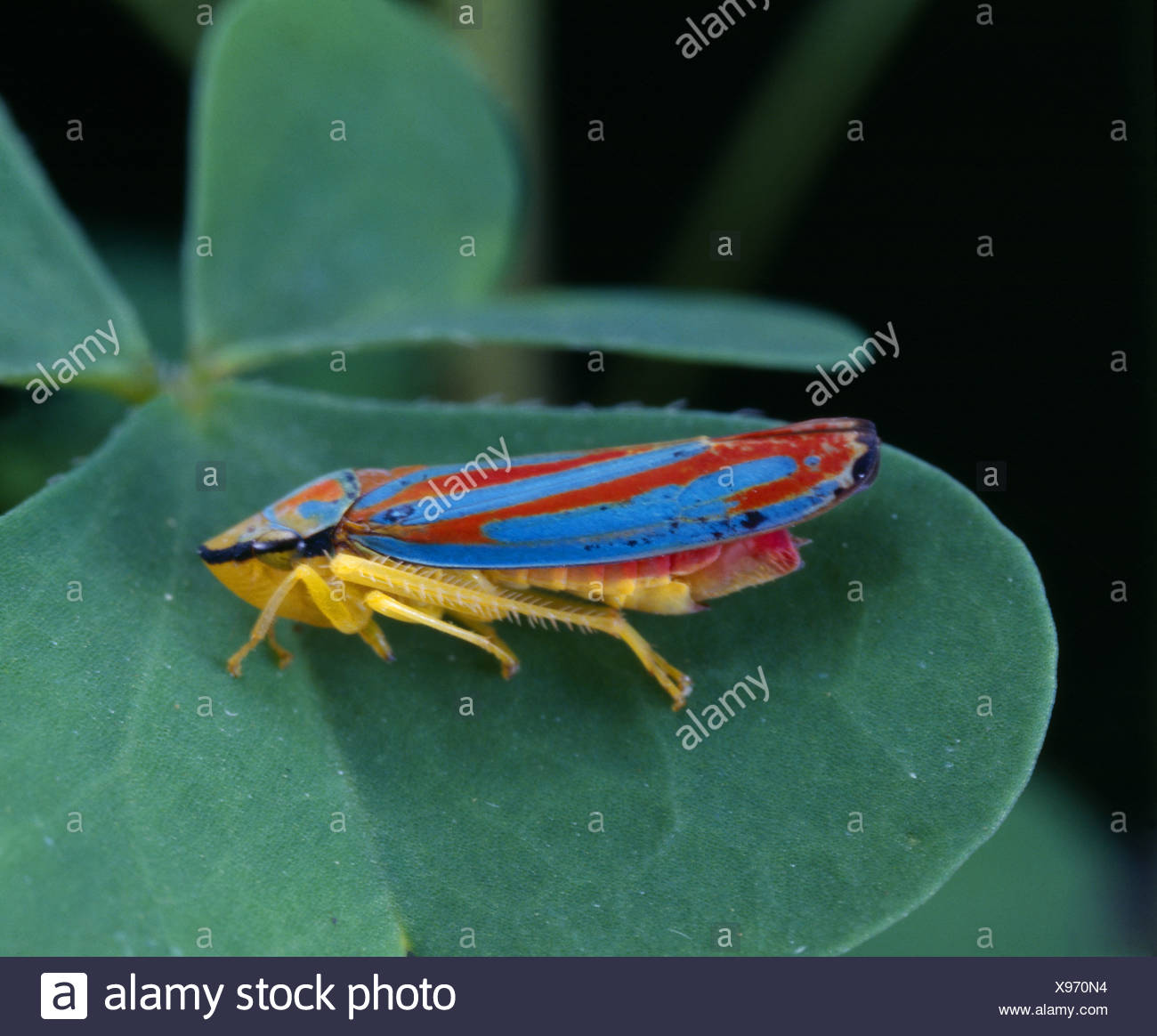 Red Banded Leafhoppers High Resolution Stock Photography and Images - Alamy