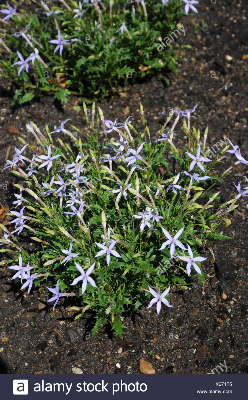 Sternenblume Stock Photos & Sternenblume Stock Images - Alamy