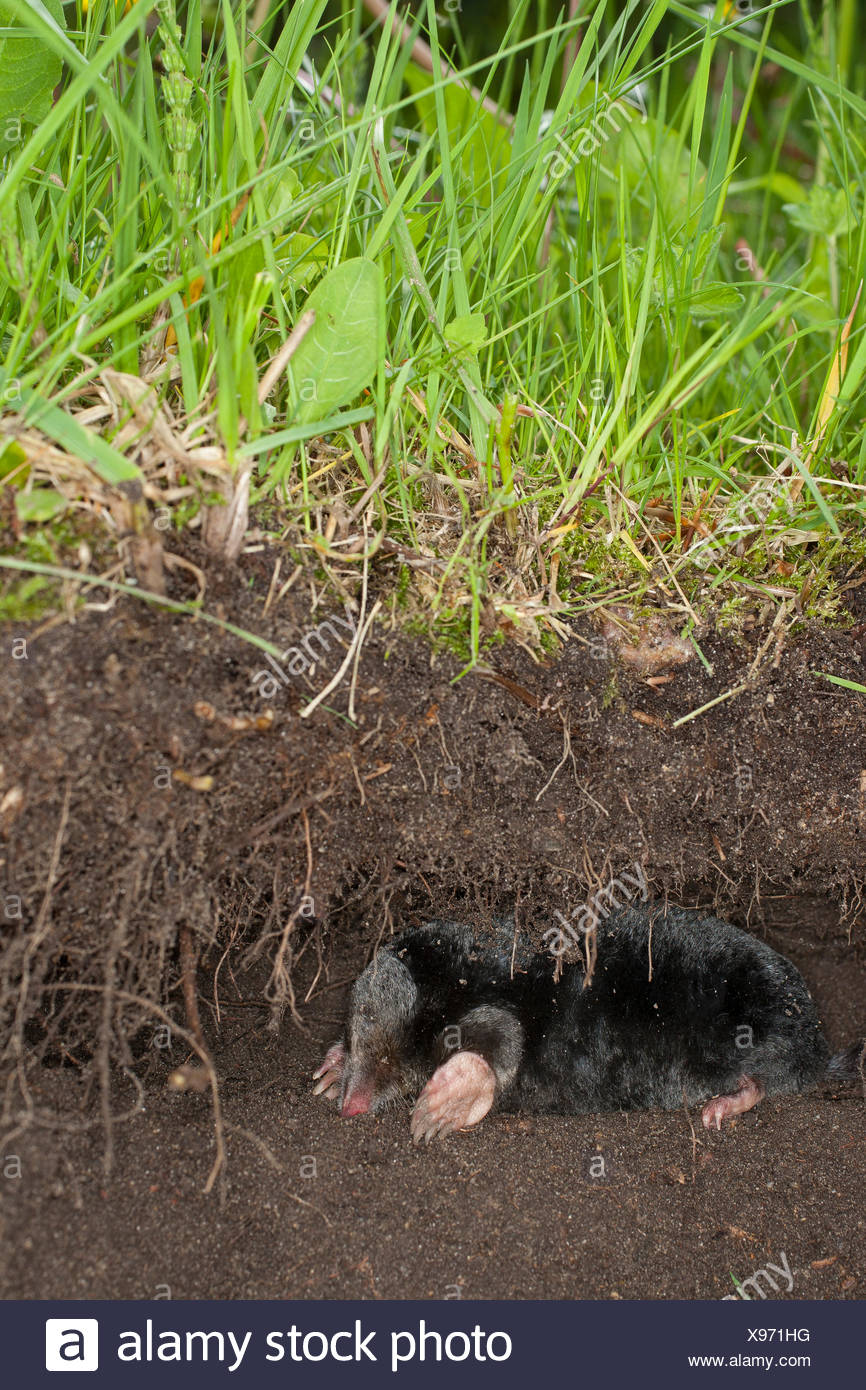 Mole Underground Stock Photos & Mole Underground Stock Images - Alamy