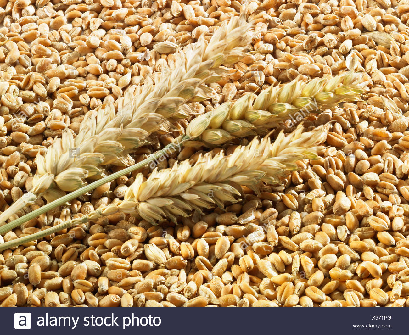 Cereal Grain Grains High Resolution Stock Photography and Images - Alamy