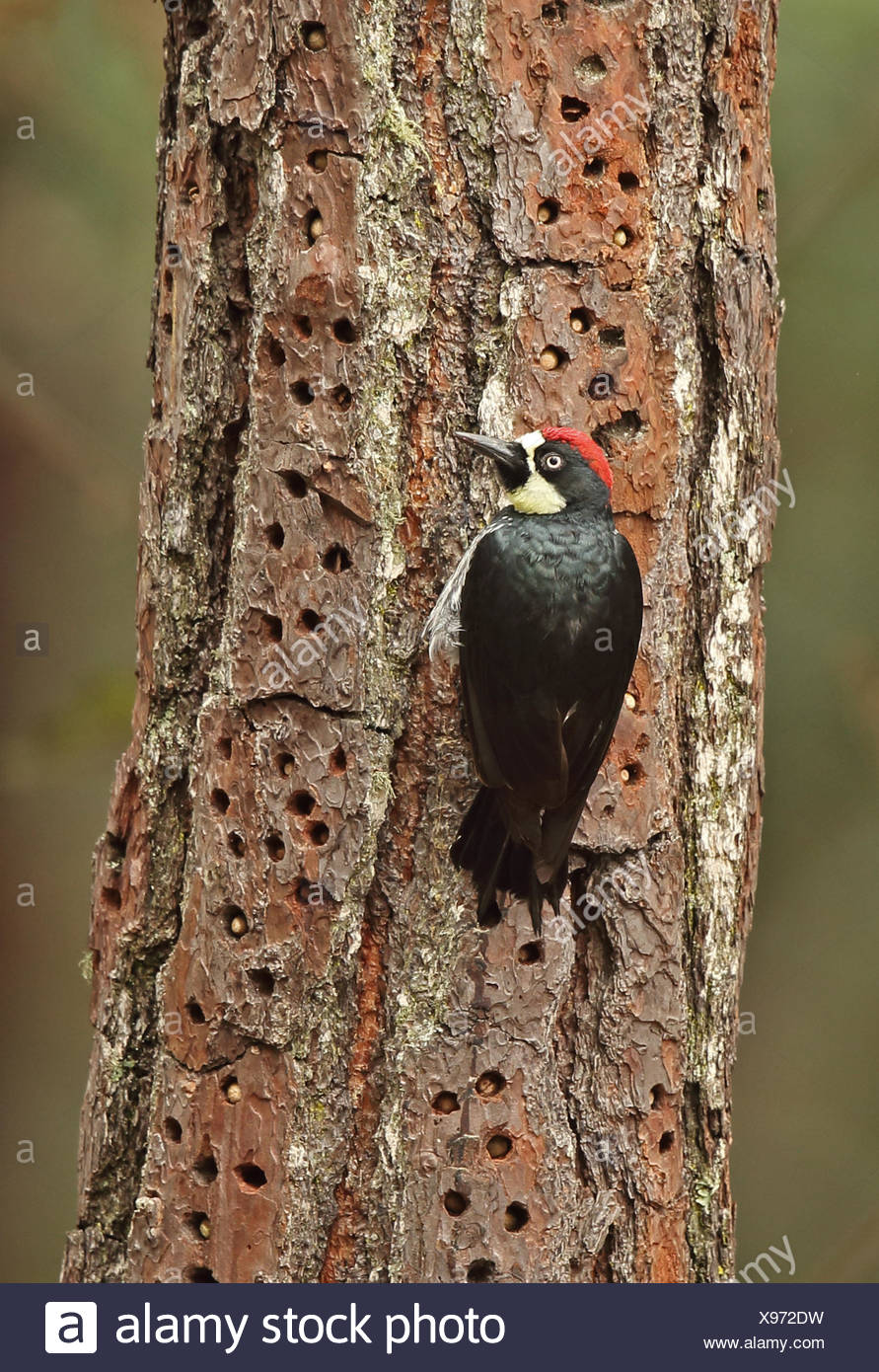 Woodpecker Storing Acorns High Resolution Stock Photography and Images ...