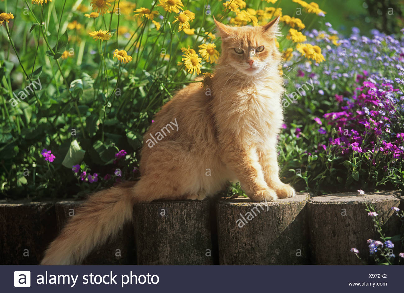 The Angora Cat High Resolution Stock Photography and Images - Alamy