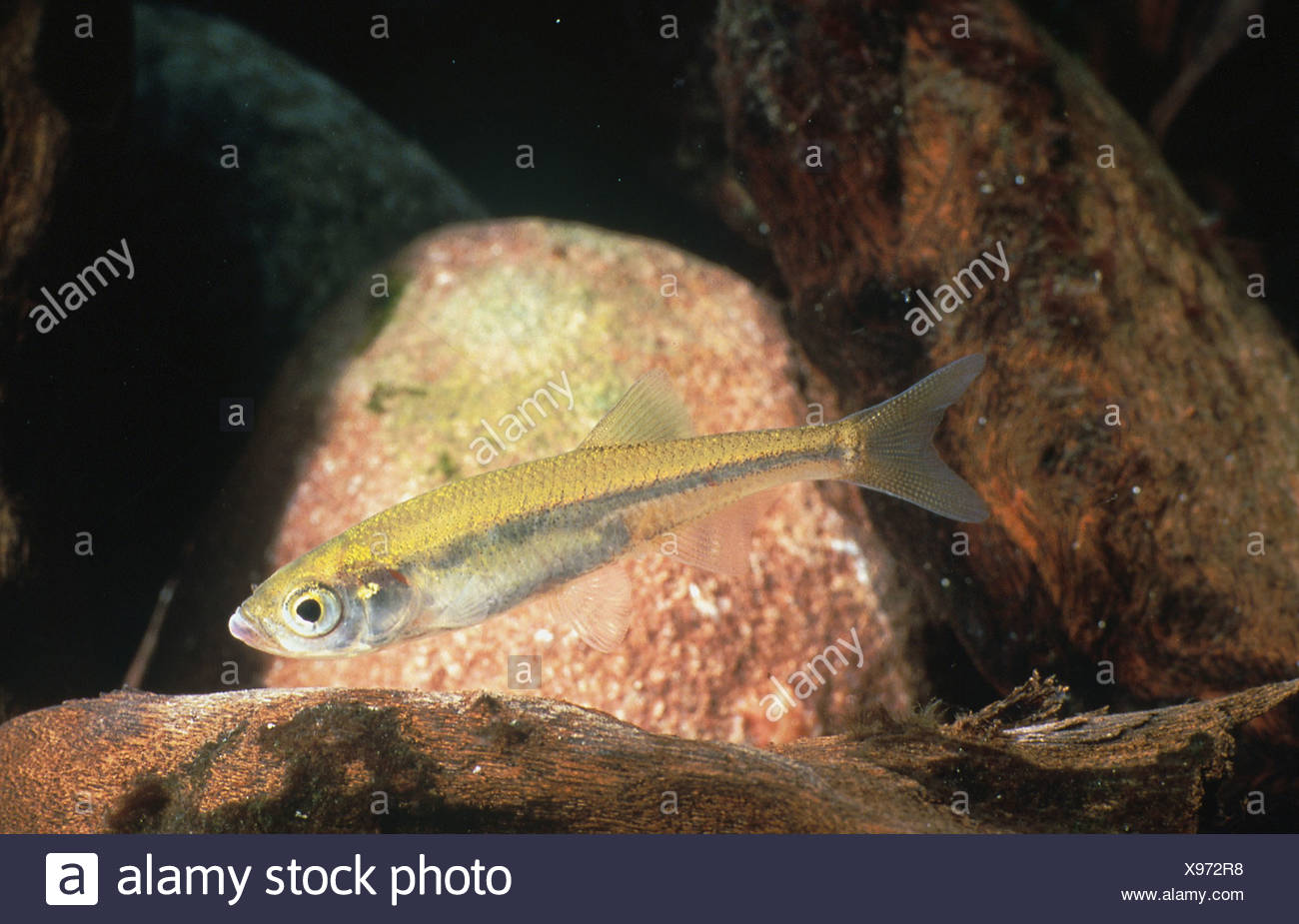 Leucaspius Delineatus High Resolution Stock Photography and Images - Alamy