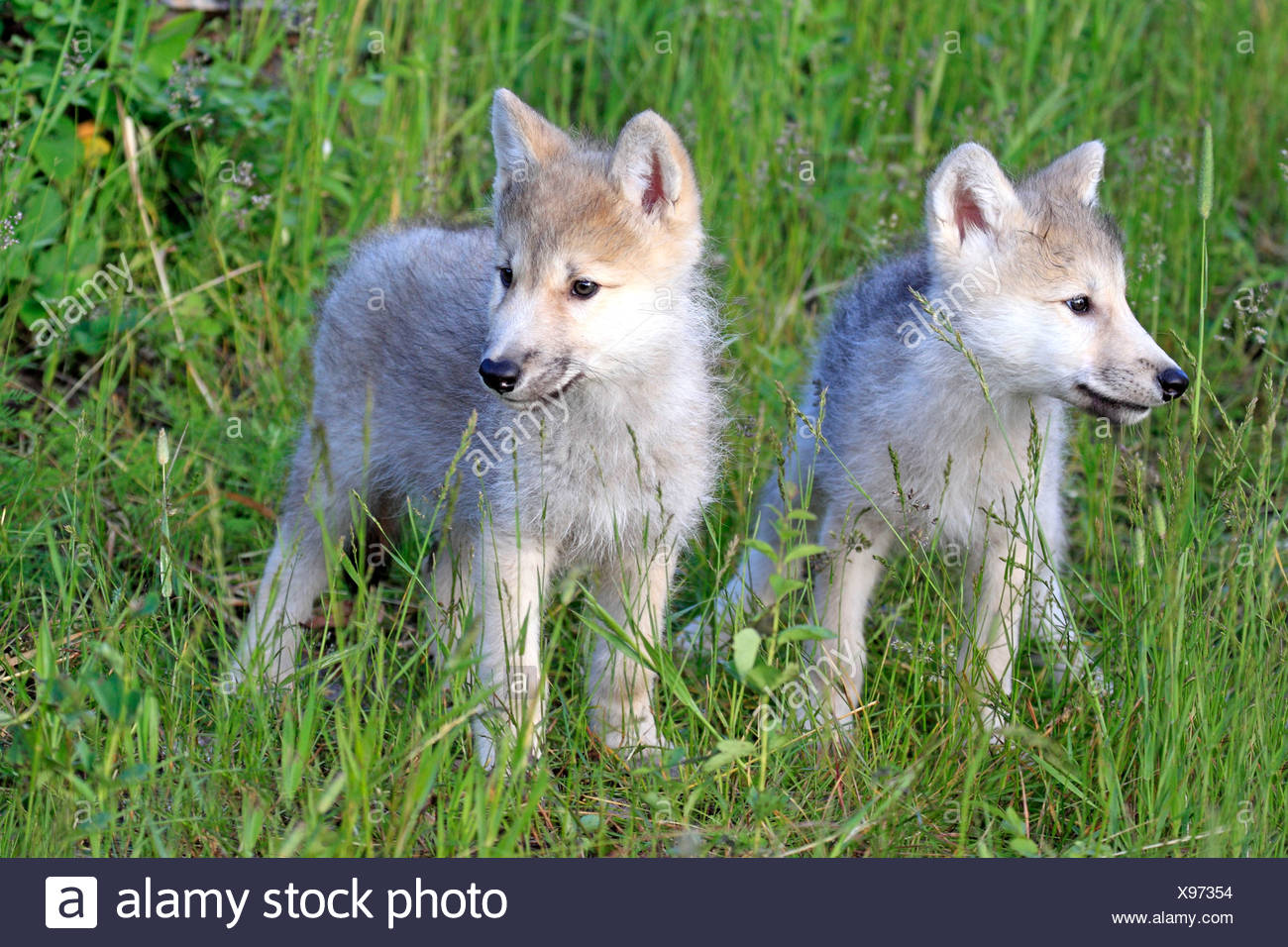 Juvenile Wolves Stock Photos & Juvenile Wolves Stock Images - Alamy
