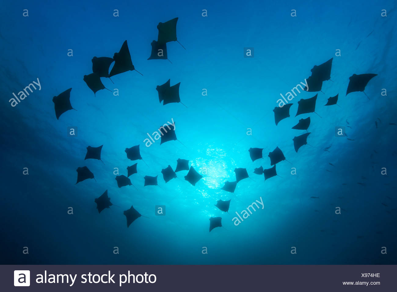 Rhinoptera Steindachneri High Resolution Stock Photography and Images ...