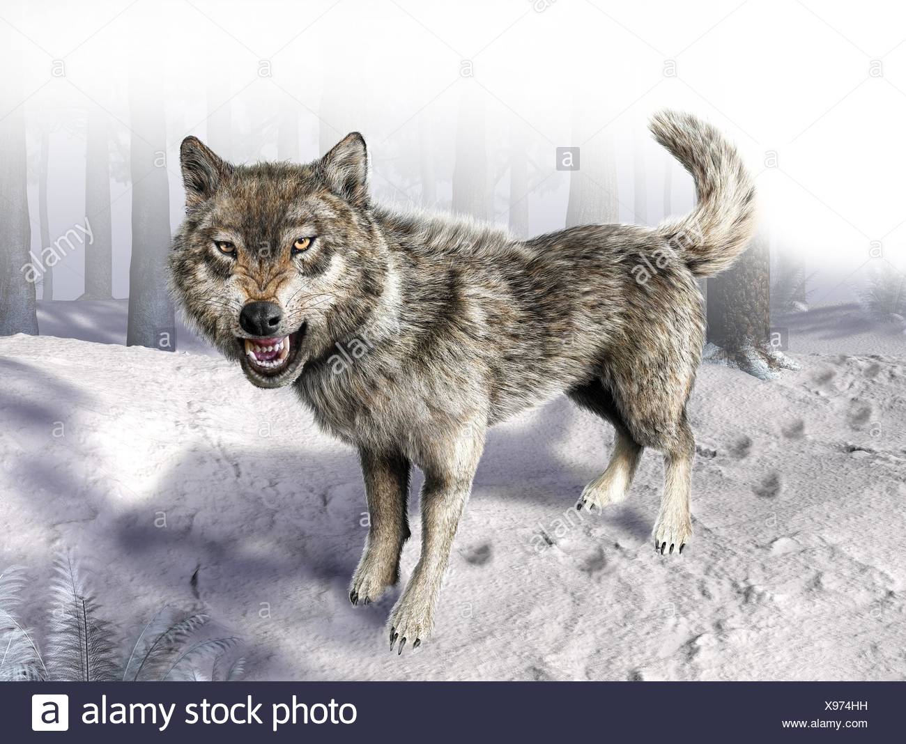 Growling Wolf Stock Photos & Growling Wolf Stock Images - Alamy
