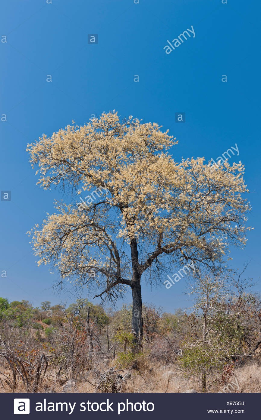 Acacia Tree In Bloom Stock Photos & Acacia Tree In Bloom Stock Images ...