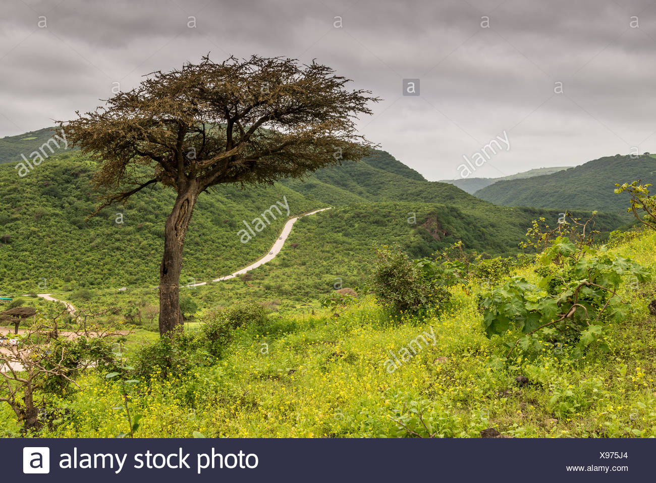 Salalah Oman Monsoon High Resolution Stock Photography and Images - Alamy