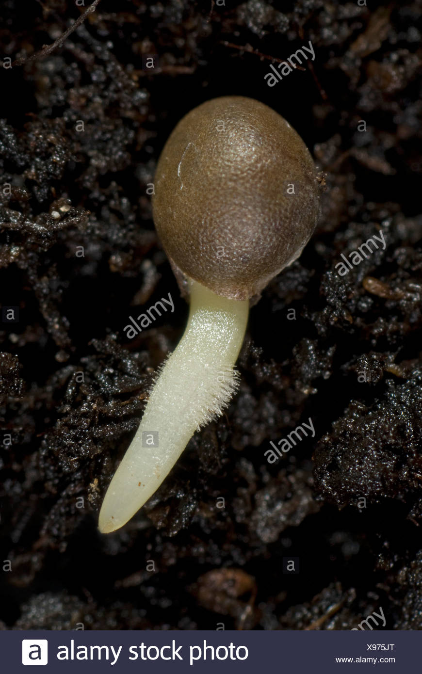 Root Vegetable Seed High Resolution Stock Photography and Images - Alamy