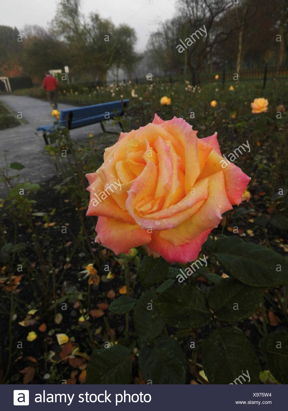 Single Rose Bench High Resolution Stock Photography and Images - Alamy