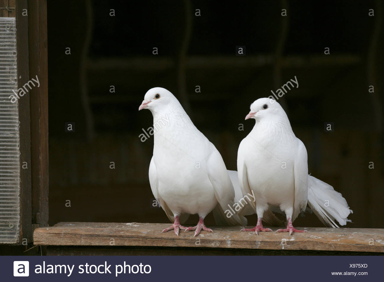 Taubenzucht High Resolution Stock Photography and Images - Alamy