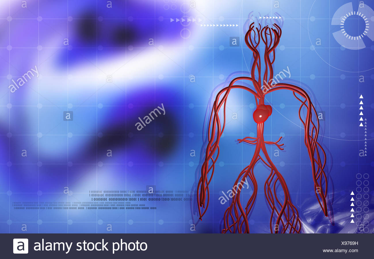 Human Blood Circulation High Resolution Stock Photography and Images ...