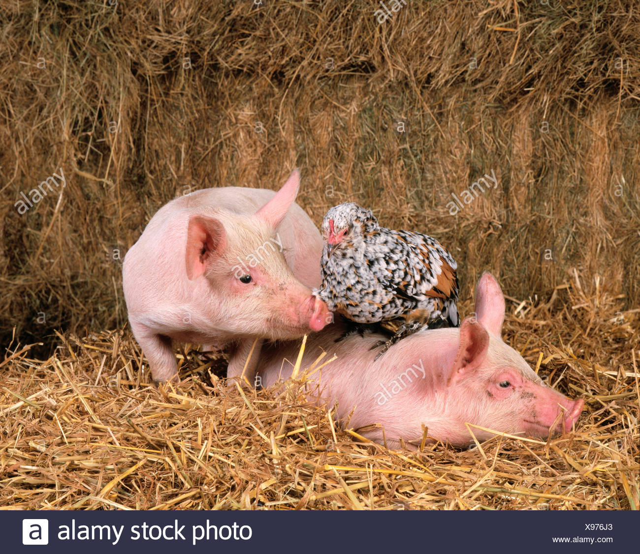 Pig And Domestic Fowl High Resolution Stock Photography and Images - Alamy