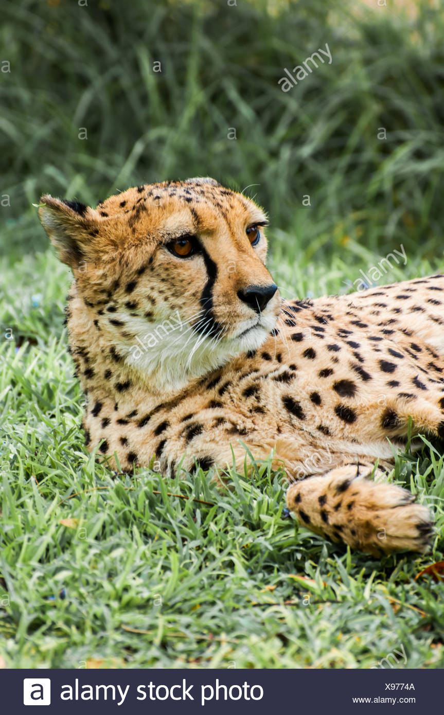 Subfamily Felinae Stock Photos & Subfamily Felinae Stock Images - Alamy