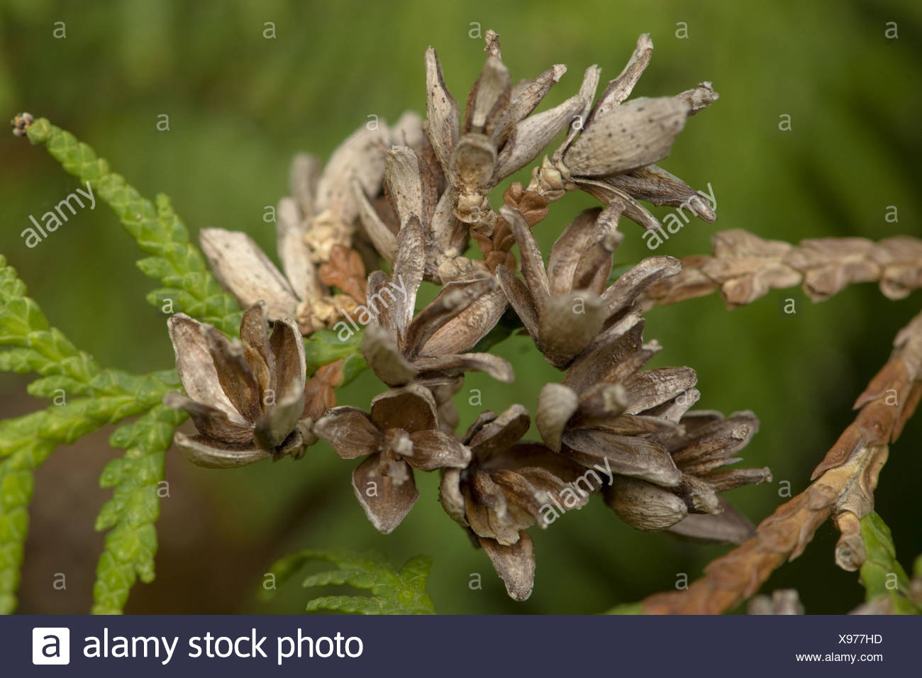 Thuja Cone High Resolution Stock Photography and Images - Alamy