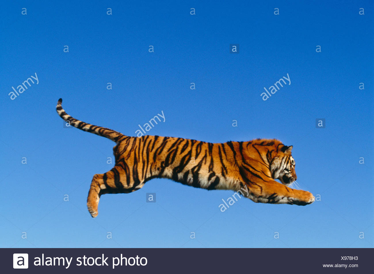 Bengal Tiger Jumping Stock Photos & Bengal Tiger Jumping Stock Images ...