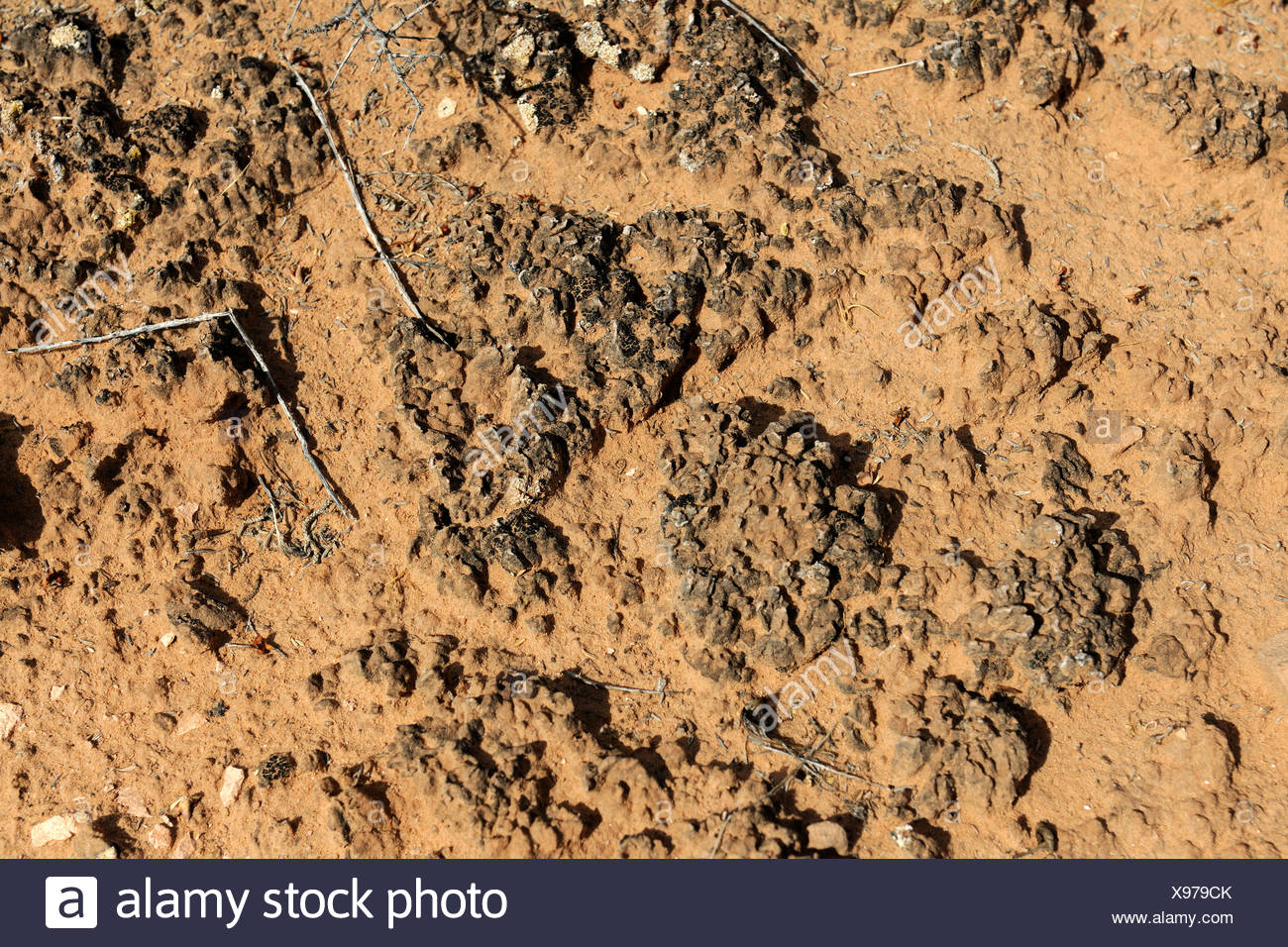 Cyanobacteria Fossil Stock Photos & Cyanobacteria Fossil Stock Images ...
