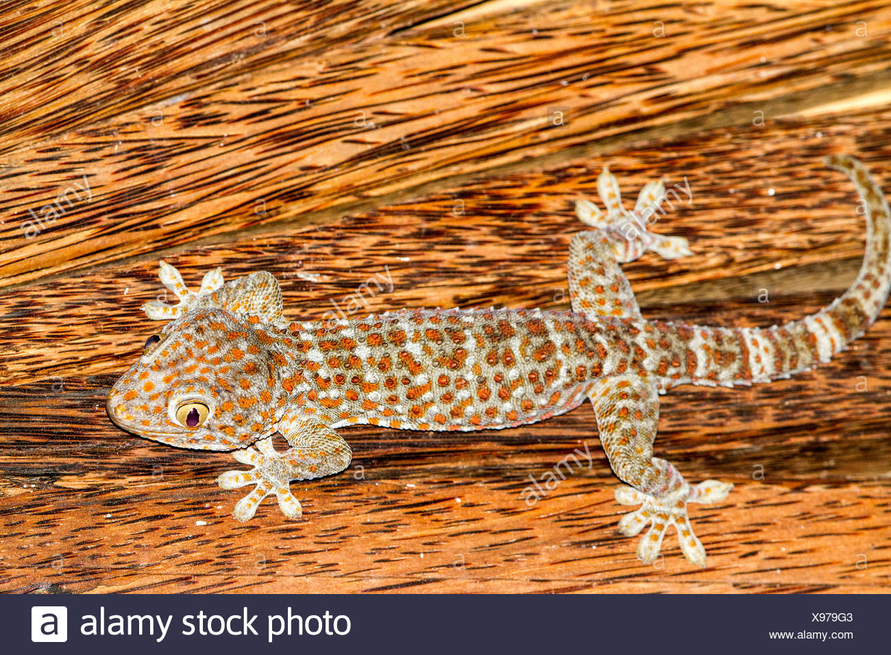 Tokeh High Resolution Stock Photography and Images - Alamy