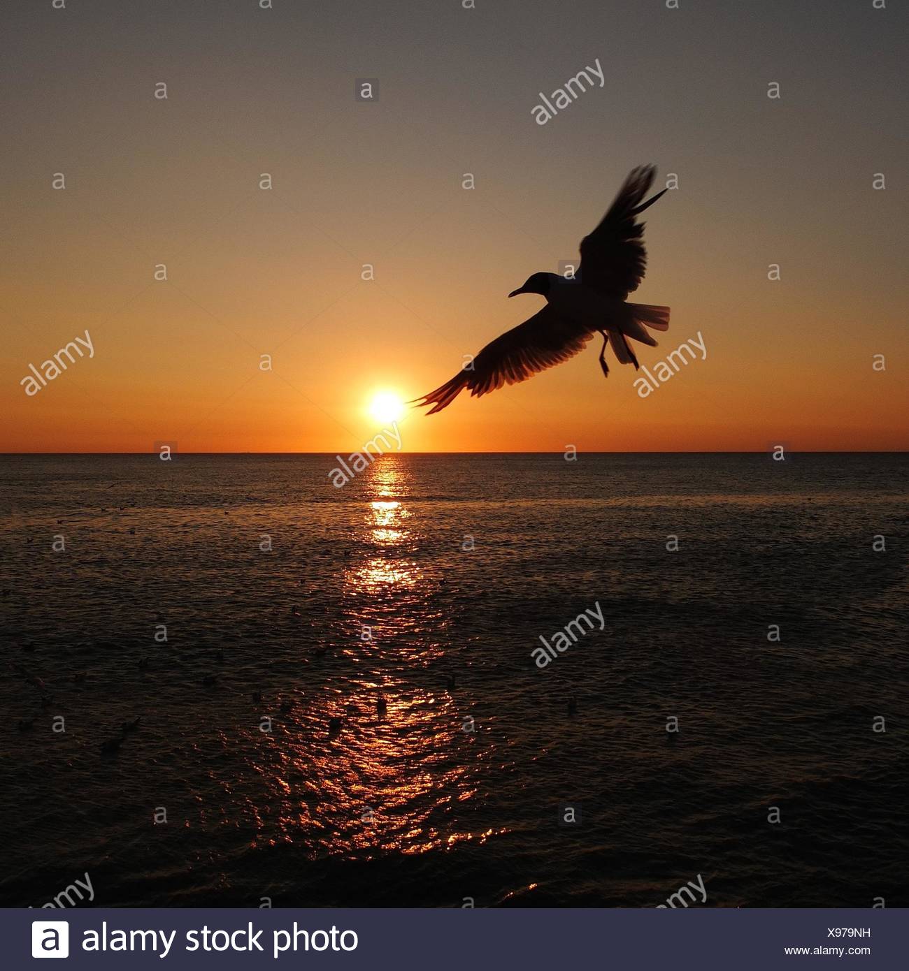 Silhouette Of Bird Flying High Resolution Stock Photography and Images ...