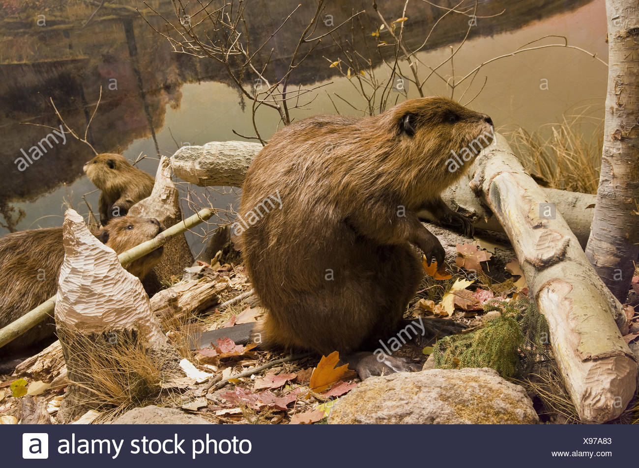 Three Beavers High Resolution Stock Photography and Images - Alamy