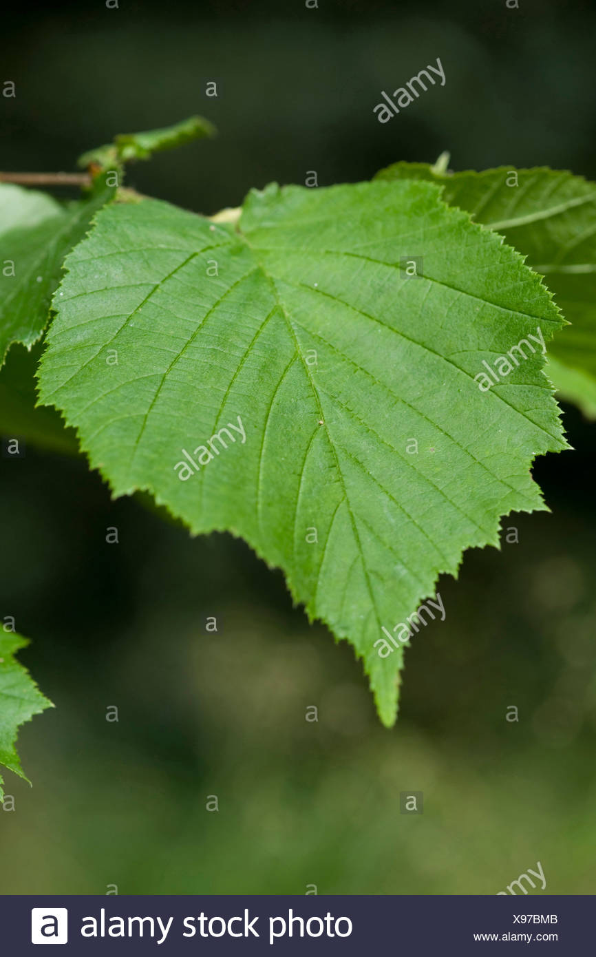 Hazel Leaf Stock Photos & Hazel Leaf Stock Images - Alamy