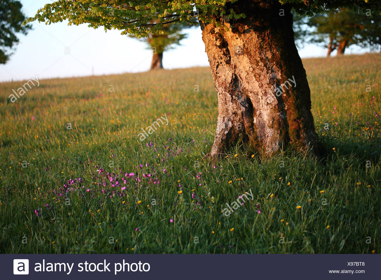 Black Beech Tree High Resolution Stock Photography and Images - Alamy