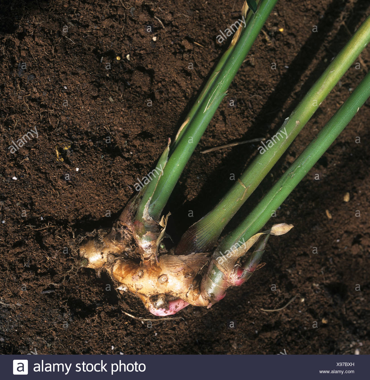 Zingiber Officinale High Resolution Stock Photography and Images - Alamy