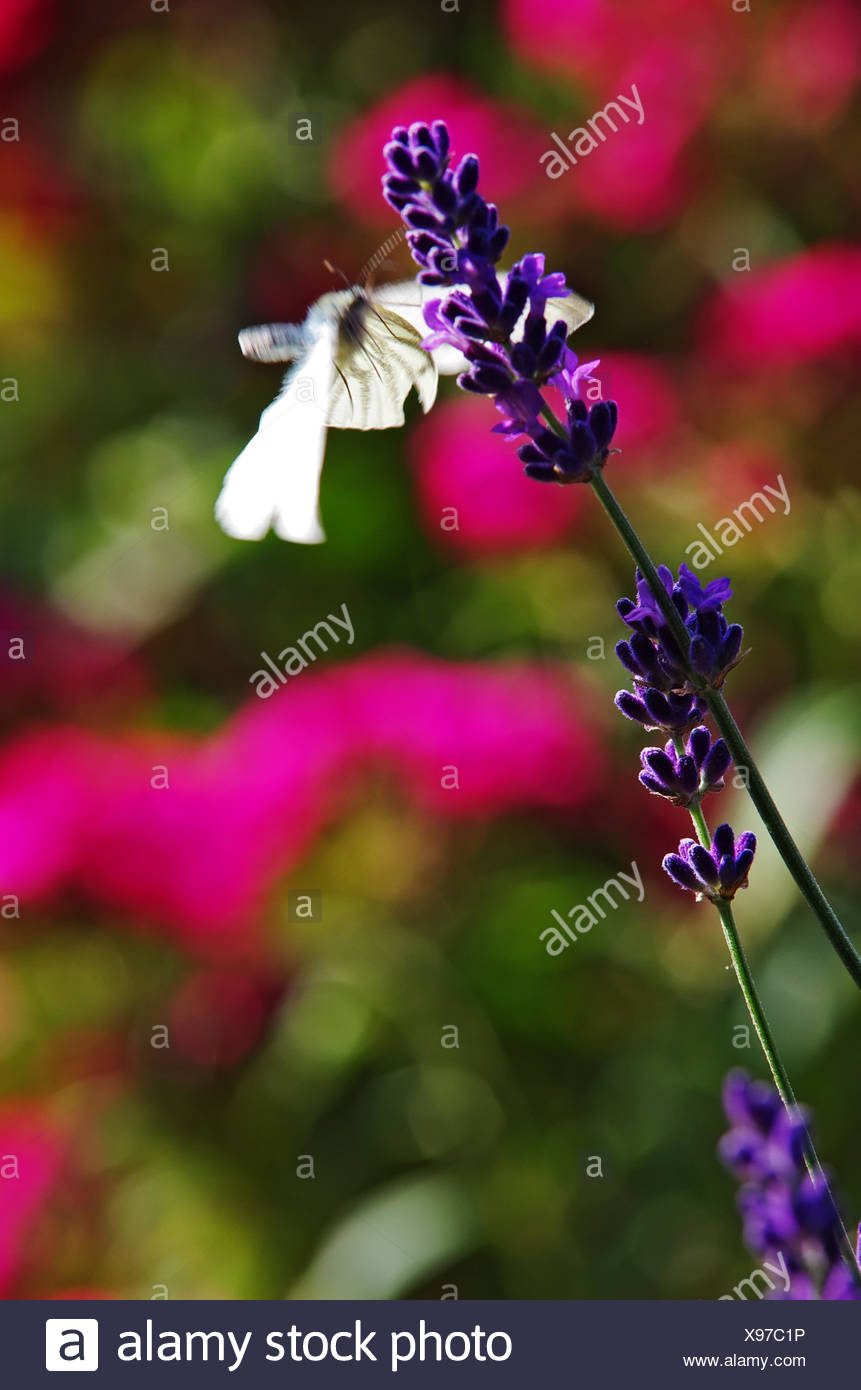 Butterfly In Flight Stock Photos & Butterfly In Flight Stock Images - Alamy
