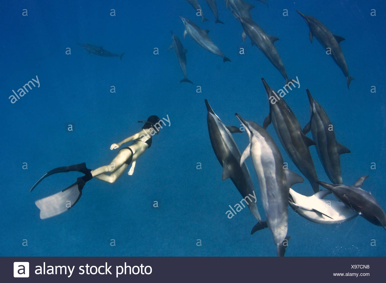 People Swimming With Dolphins Stock Photos & People Swimming With ...