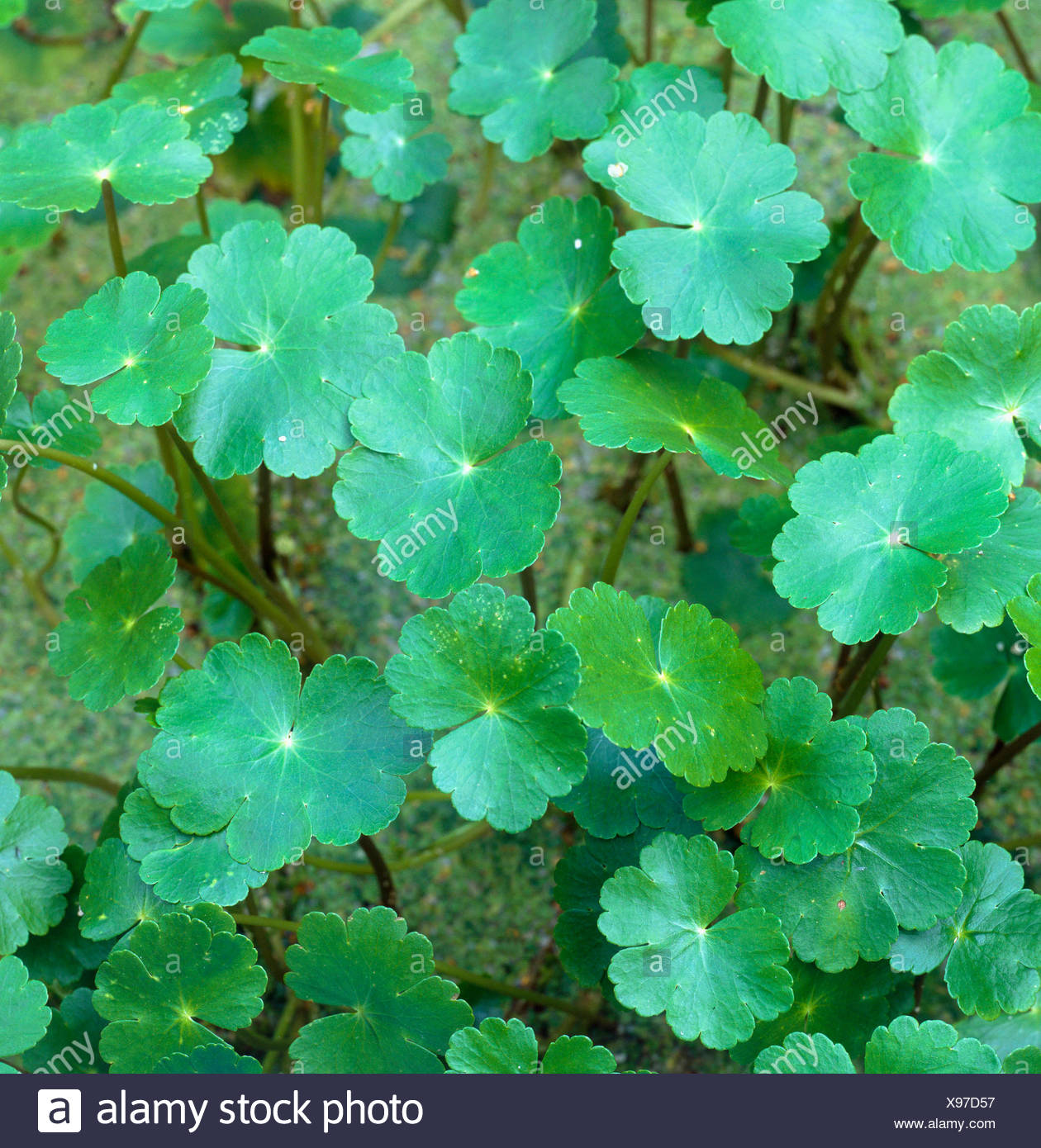 Hydrocotyle High Resolution Stock Photography and Images - Alamy