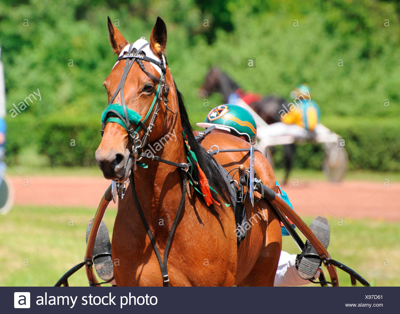 Harness Racing Standardbred Trotter Sulky High Resolution Stock ...