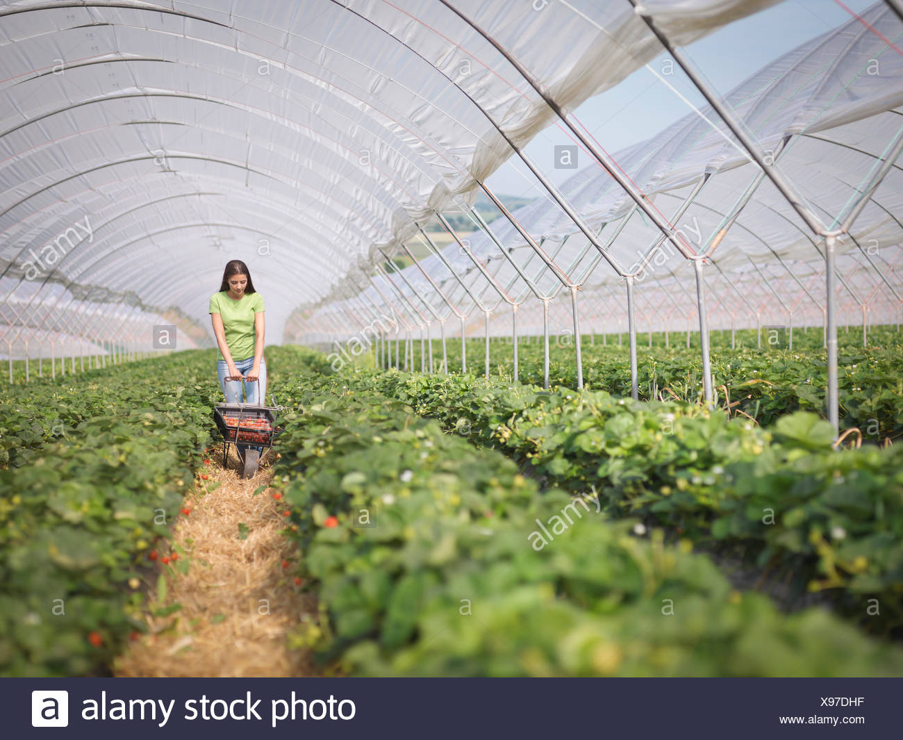 Person Pushing A Wheelbarrow High Resolution Stock Photography and ...