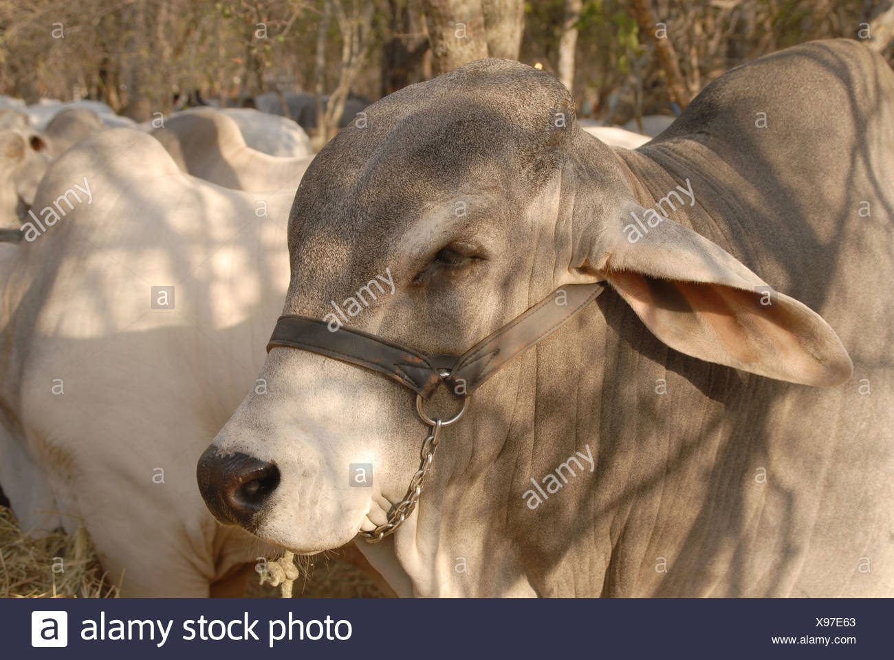 Brahman Cattle Head Stock Photos & Brahman Cattle Head Stock Images - Alamy
