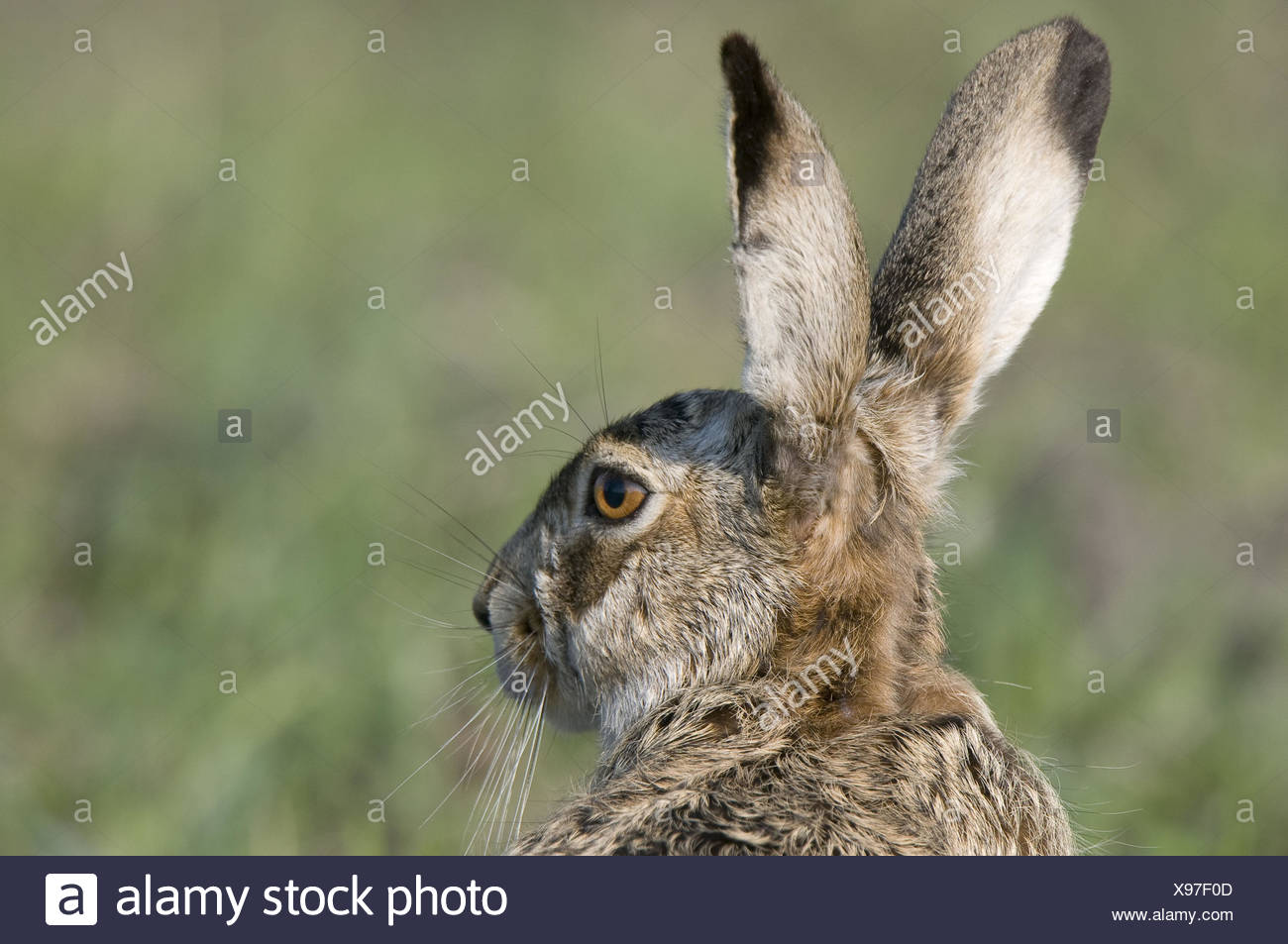 Hare Face High Resolution Stock Photography and Images - Alamy