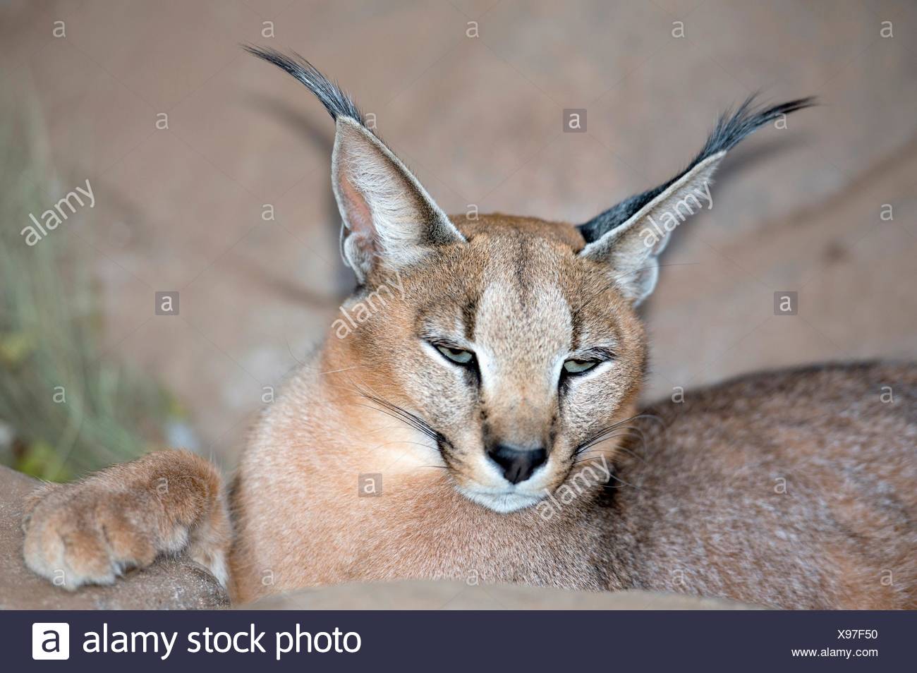 Caracal Caracal Africa High Resolution Stock Photography and Images - Alamy