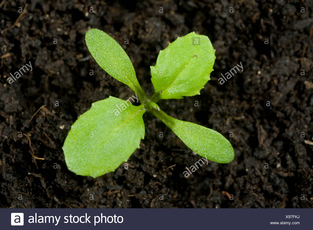 Groundsel Senecio Vulgaris High Resolution Stock Photography and Images ...